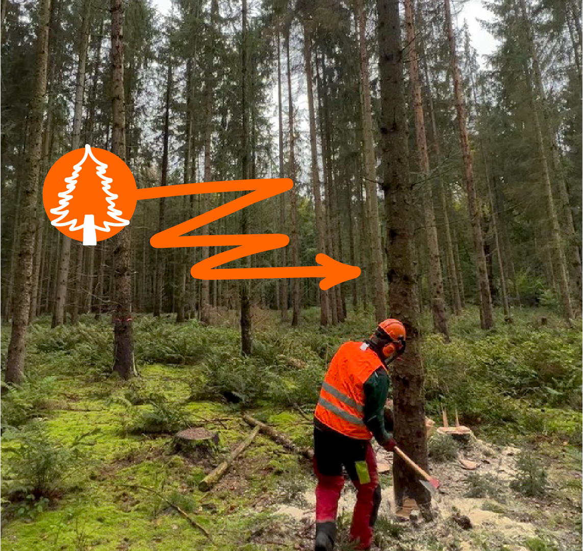 Nadelwald - Definition, Aufbau und Baumarten einfach erklärt 🌲